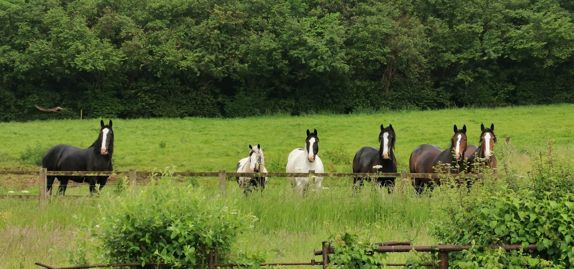 Waterfall Shires
